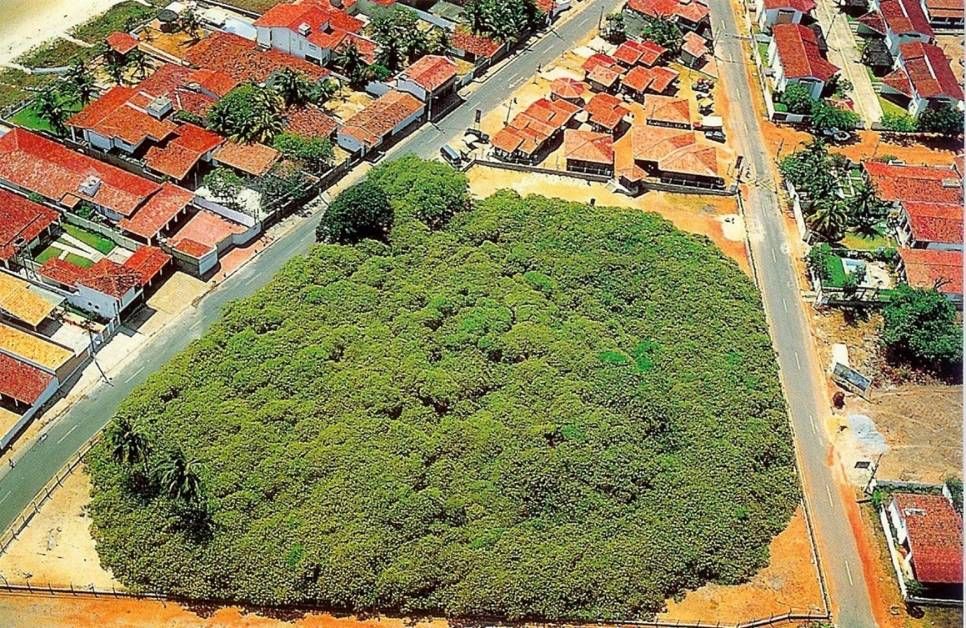 Thousand Year Old World’s Largest Cashew Tree – Maior Cajueiro do Mundo ...